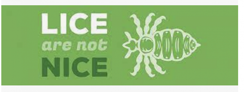 Lice Are Not Nice
