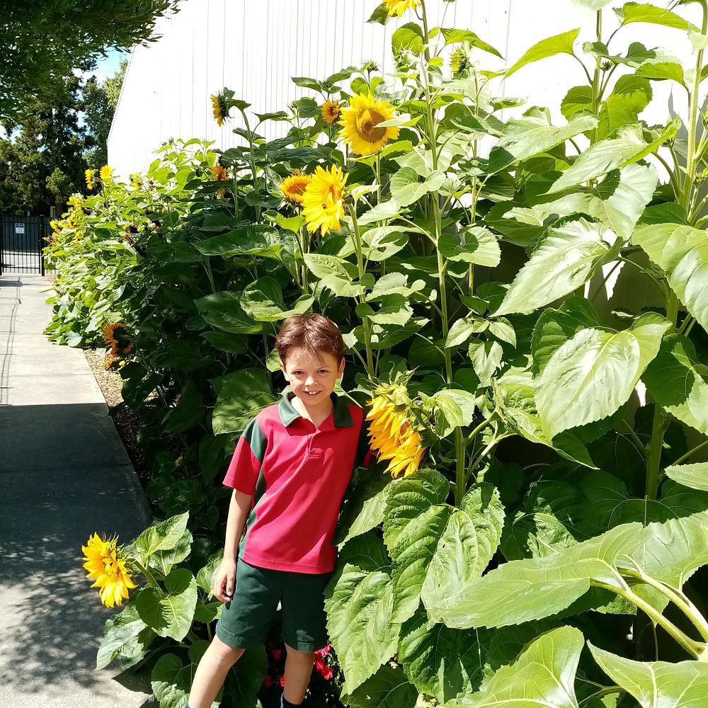 Sunflowers — School Newsletter - Term 1, Week 2