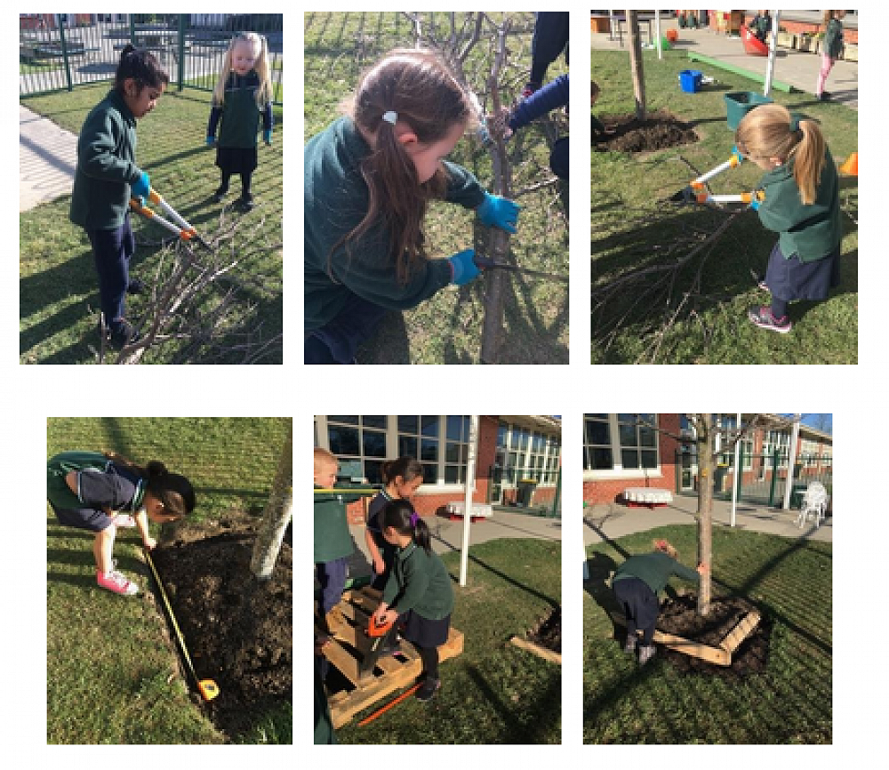 Our apple tree adventure