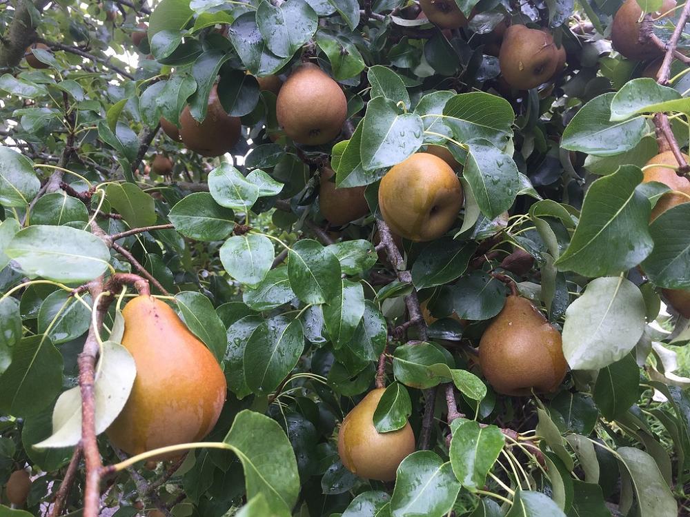 Pears! Pears! Pears!