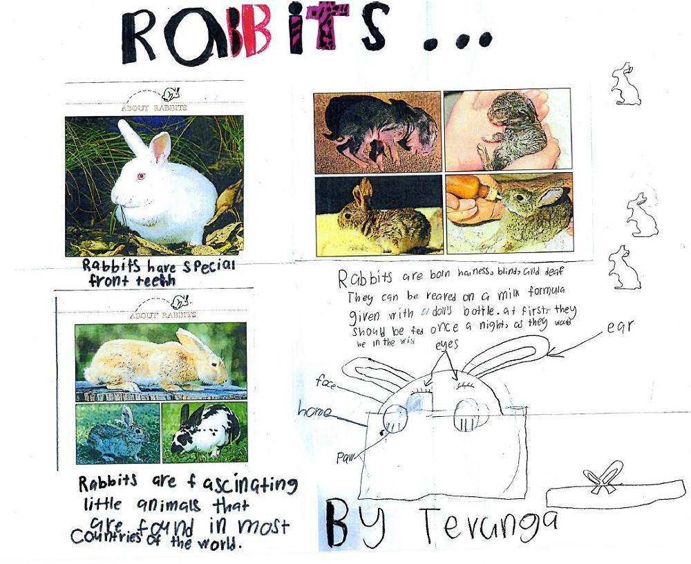 Rabbits by Tevunga Vaea — Newsletter 16th August Together we care ...