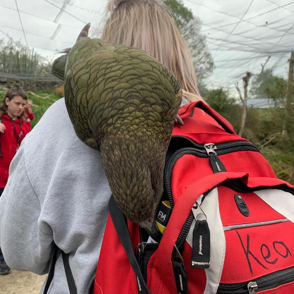 Kea meet Kea!