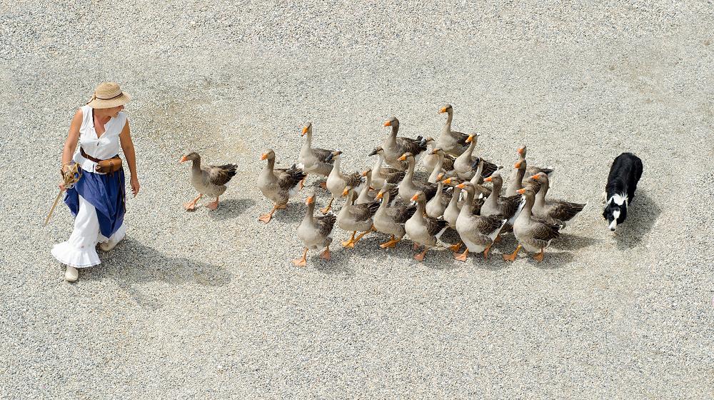 The Geese are Getting Fat