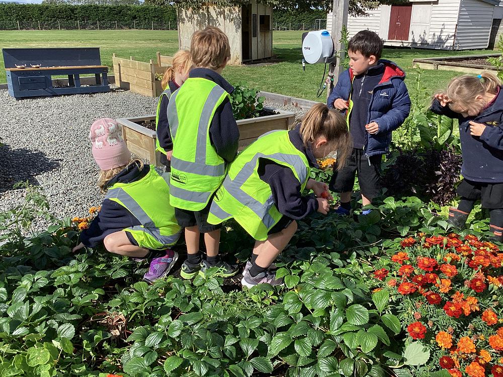 Join our Garden To Table journey! — Newsletter, Term 1 Week 6 2024
