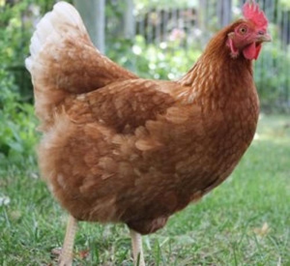 Wanted!! - Brown Shaver Chickens — 2019 Newsletter 23