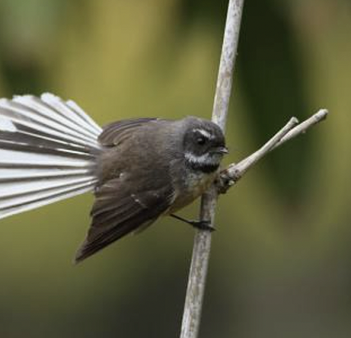 Syndicate 1 Newsletter - Term 3 week 5