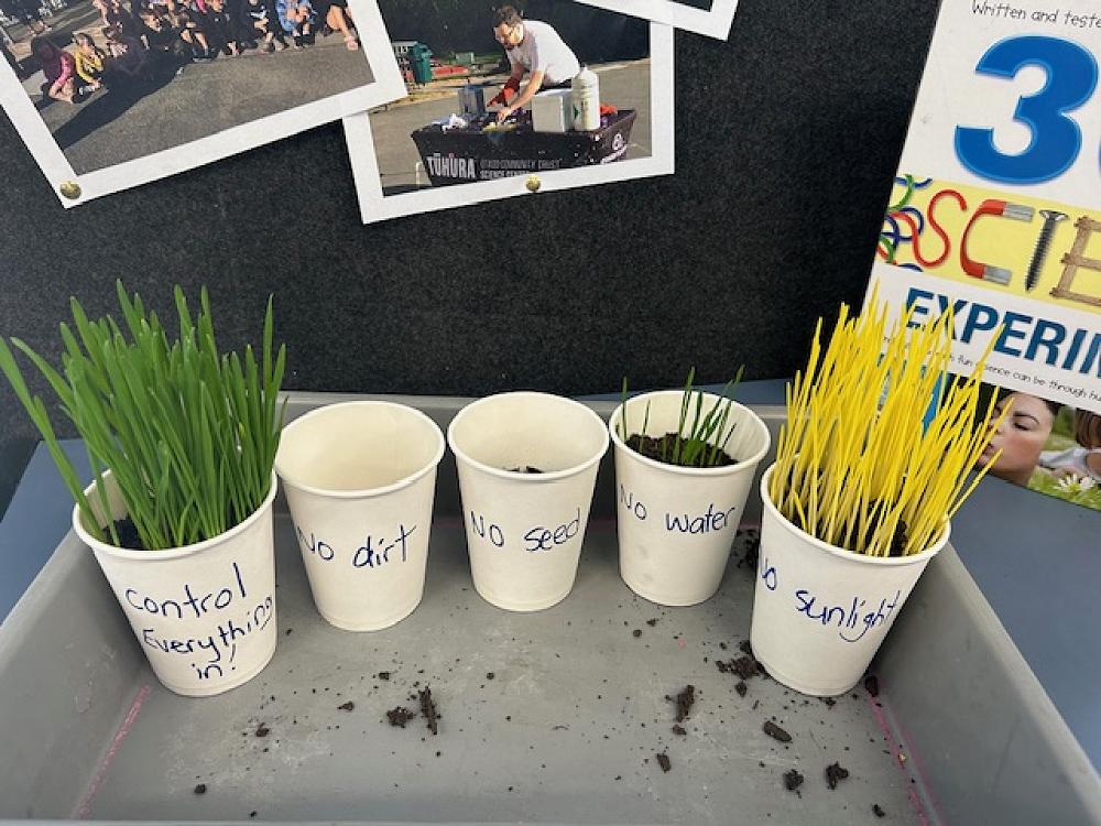 Room 10/11 Wheat Experiment