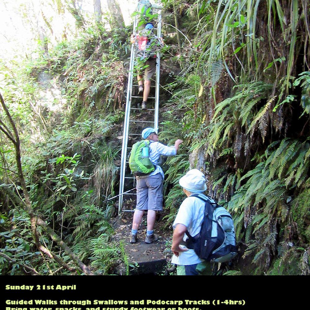 Herbert Forest Walking Tracks - Open Day