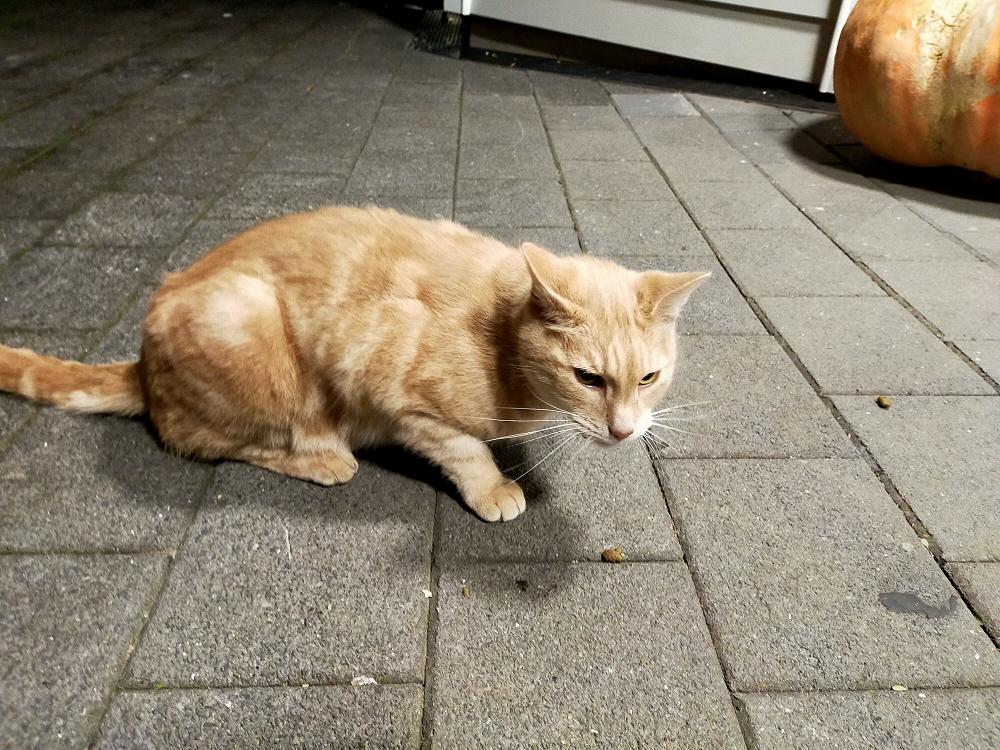 Do You Recognize This Cat?