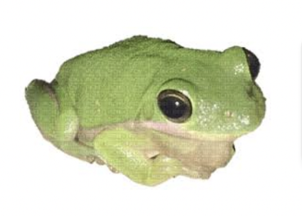 Frogs