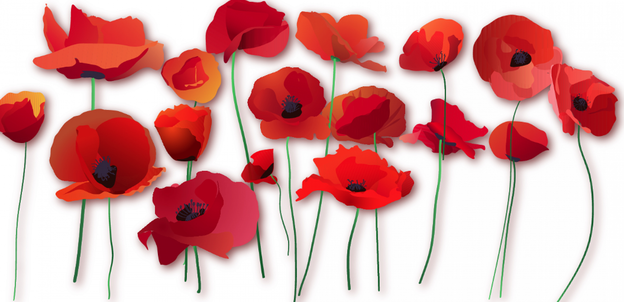 ANZAC Poppies now available — eNewsletter #218
