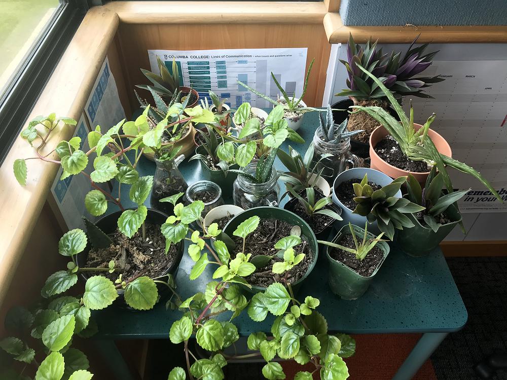 Plants Prove Popular — Columba College Newsletter - Friday 30 September ...