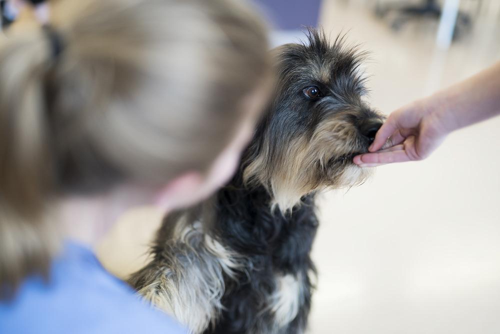 Improving staff wellbeing within veterinary clinics
