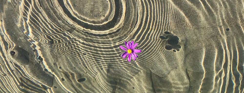 Waipuna-ā-Raki/ Waipuna-ā-Rangi (Electra)