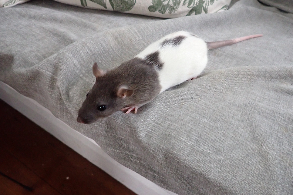 Baby Pet Rats For Sale - 7 weeks old