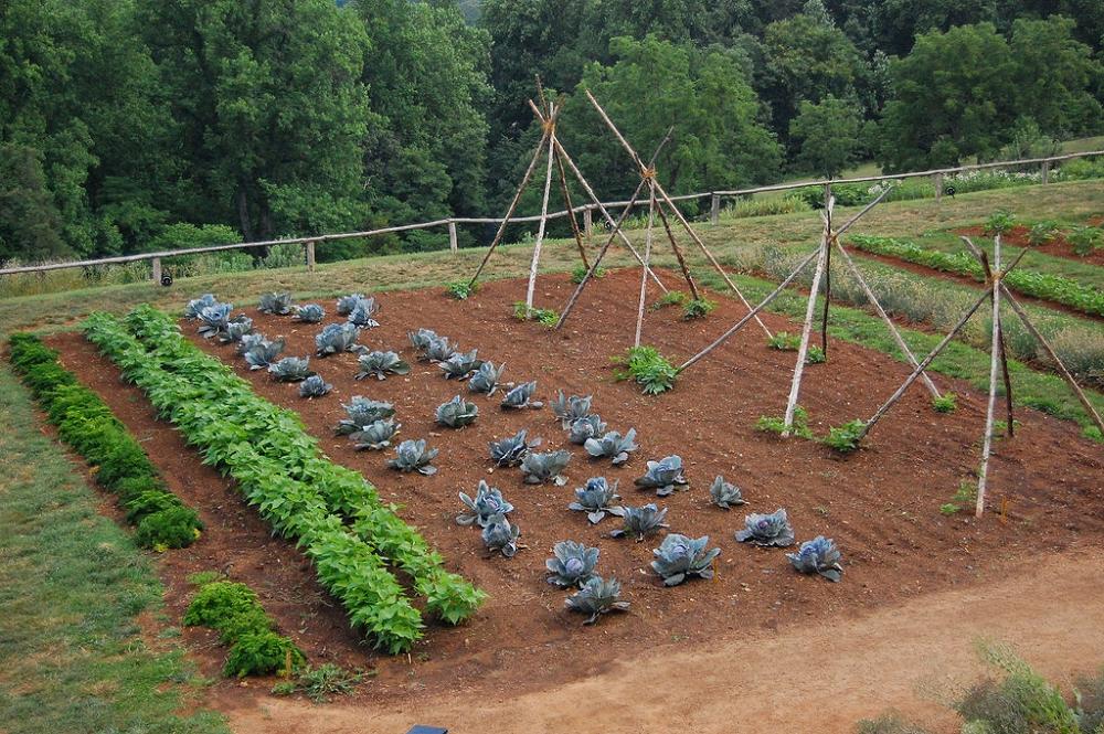 School Vegetable Garden and Orchard