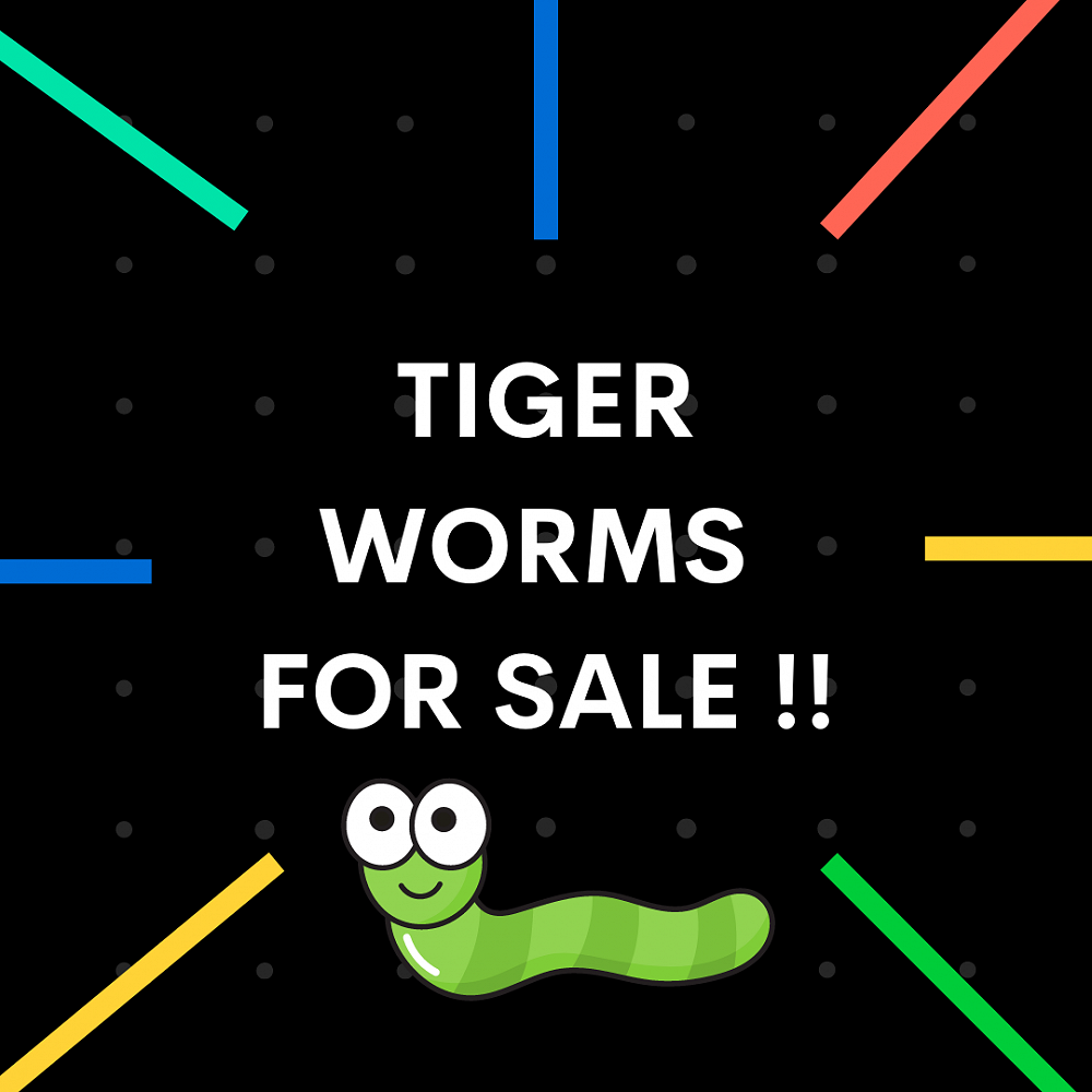 Tiger Worms For Sale