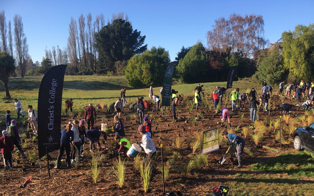 Native Tree Planting