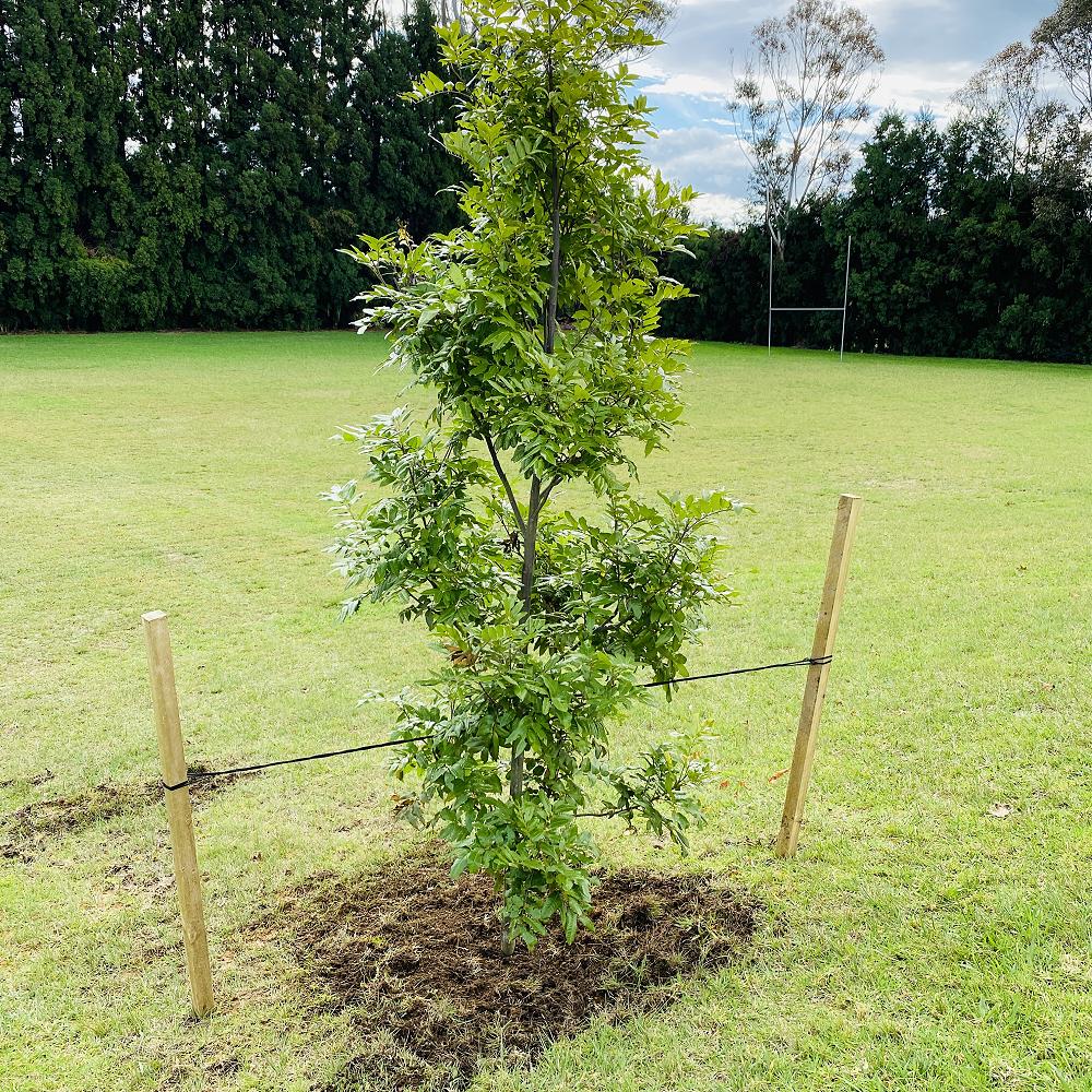 Native Tree Donation
