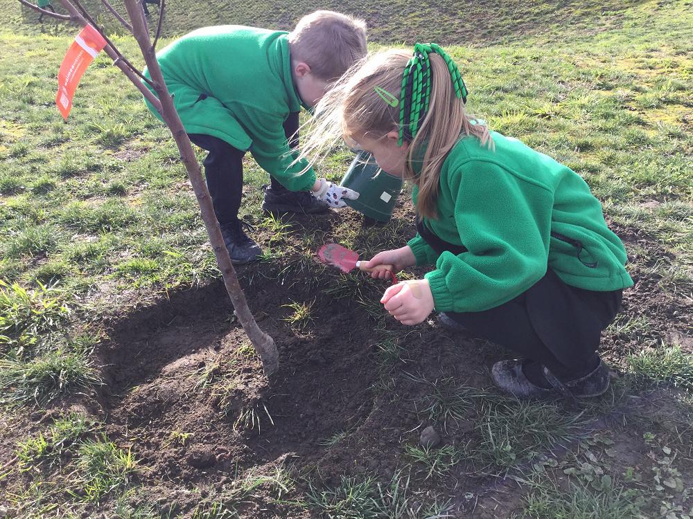 Fruit Trees for Schools