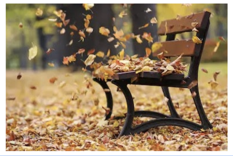 Autumn | Balmacewen Intermediate