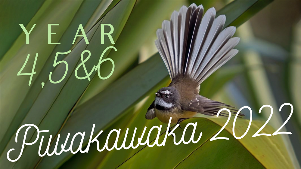 Pīwakawaka | Pitopito Kōrero (Term 2, 2022)