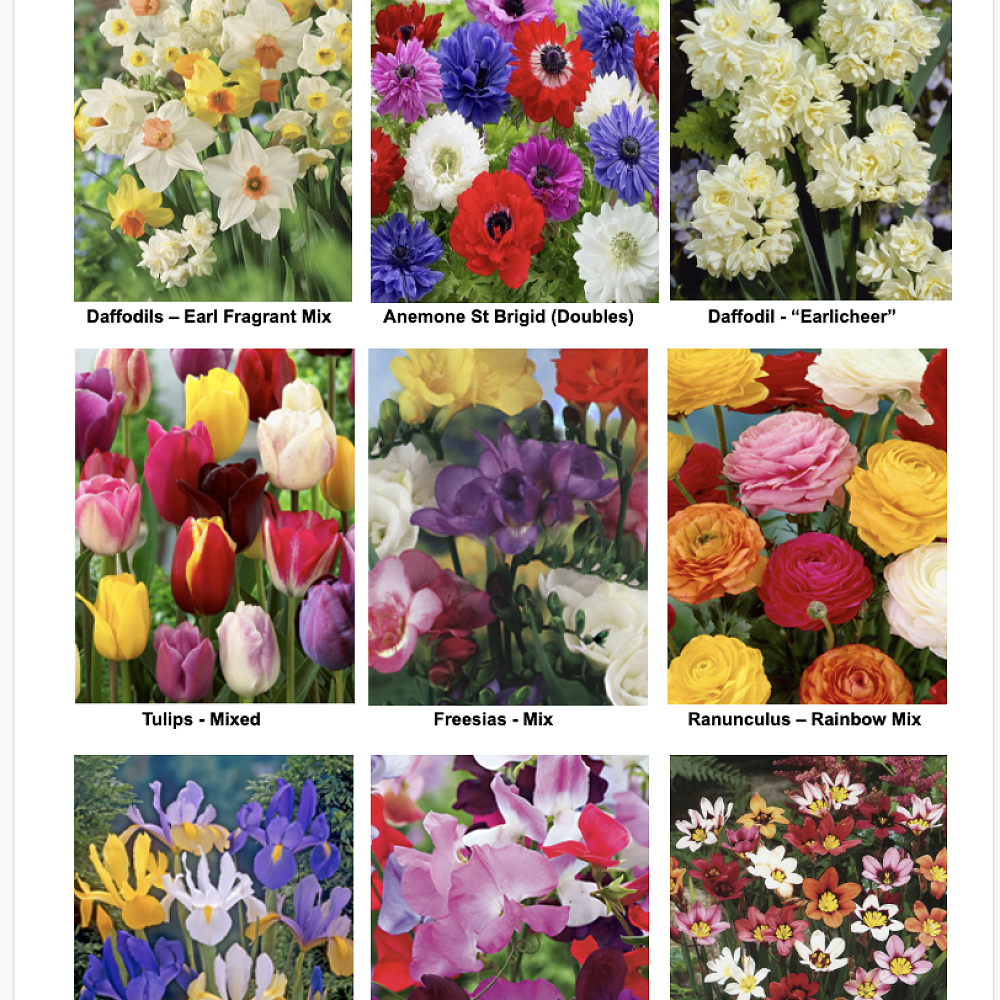 Spring Bulbs - Camp Fundraisers - last day for orders Friday 3 March