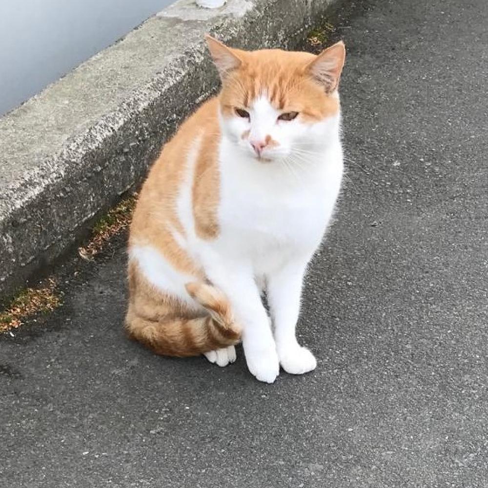 Do you know where this cat lives?