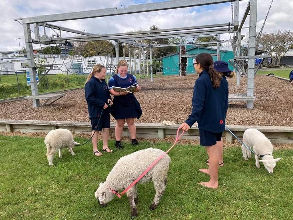 Lamb School! — Newsletter #15. Thursday 22 October, 2020