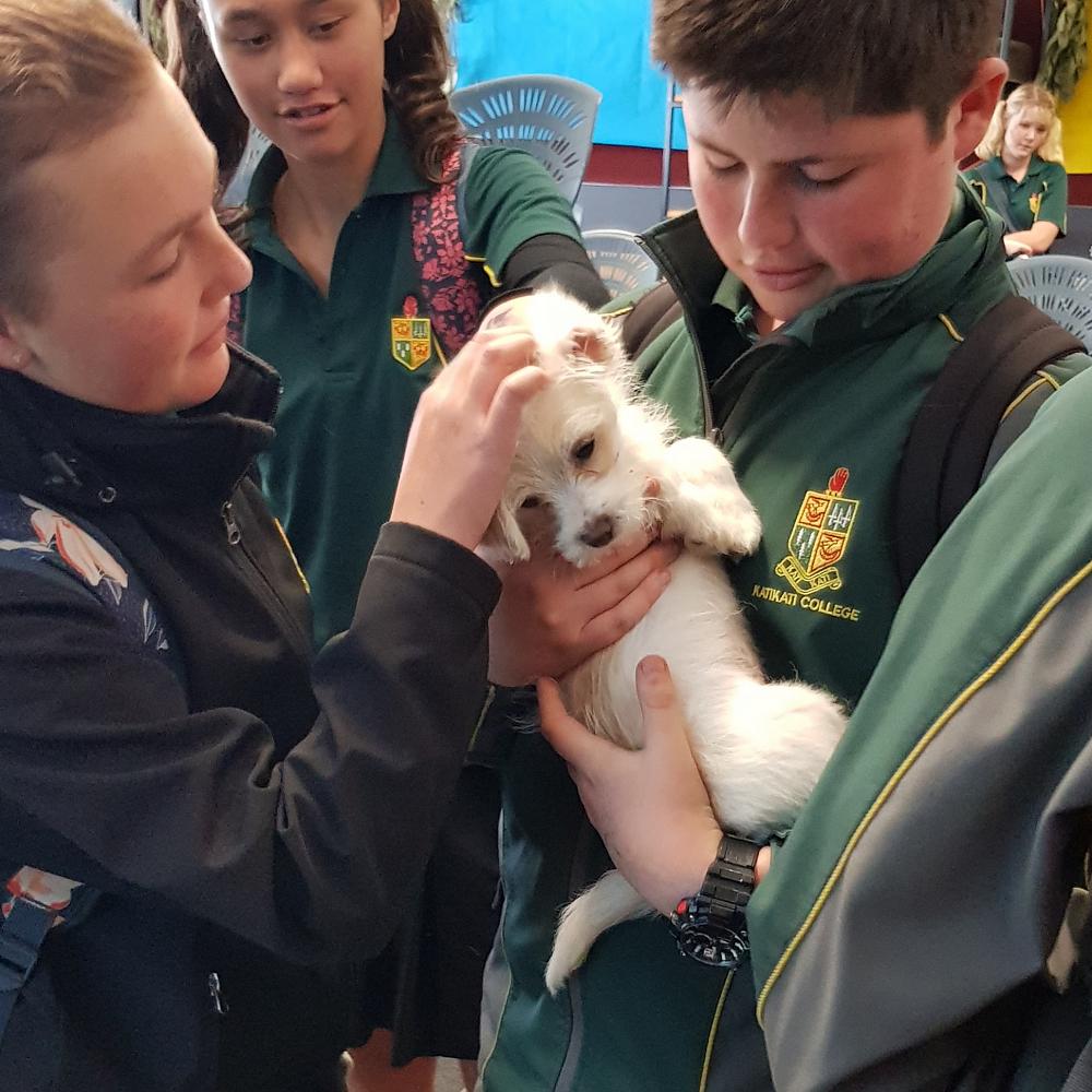 Use of animals in teaching and schools