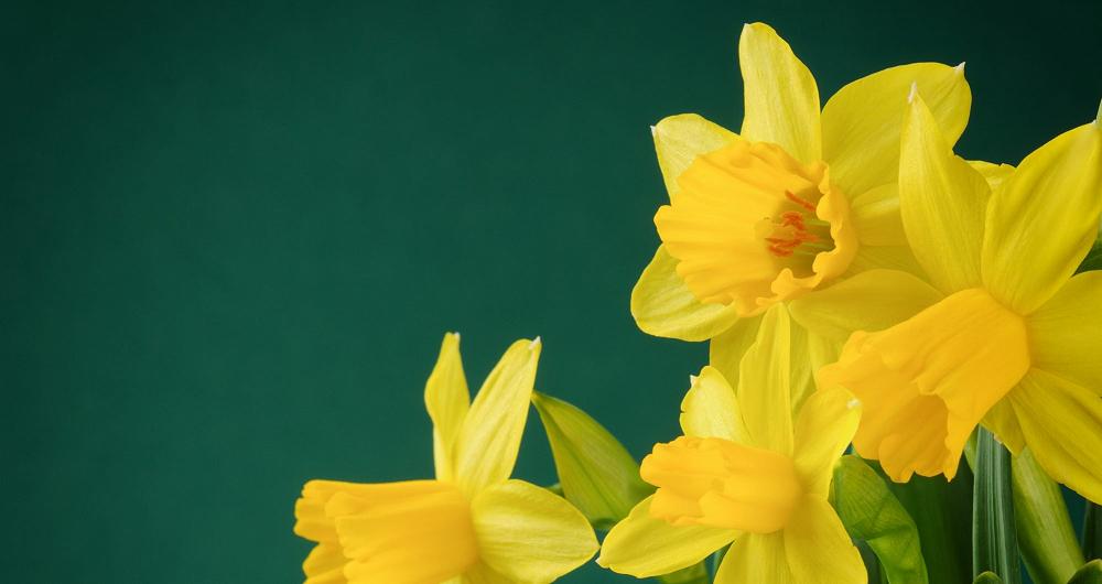 Yellow Week