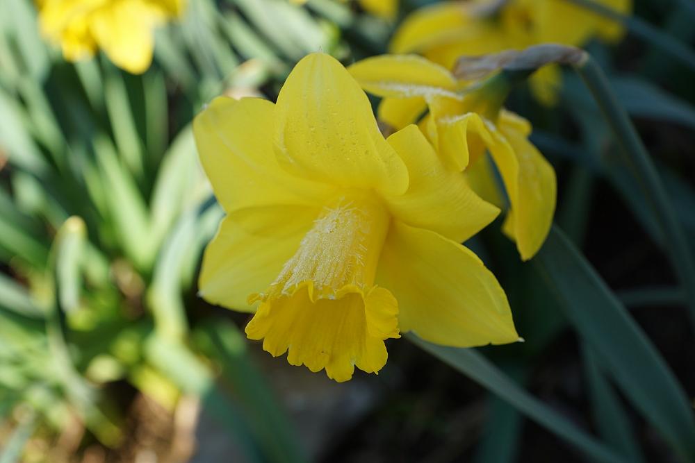 Daffodil Day is on Friday 30 August