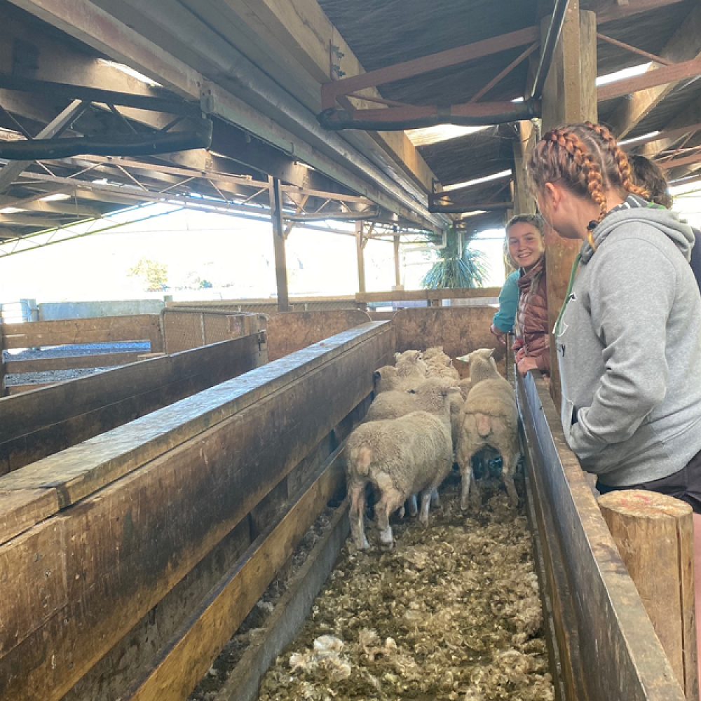 Agriculture Experience