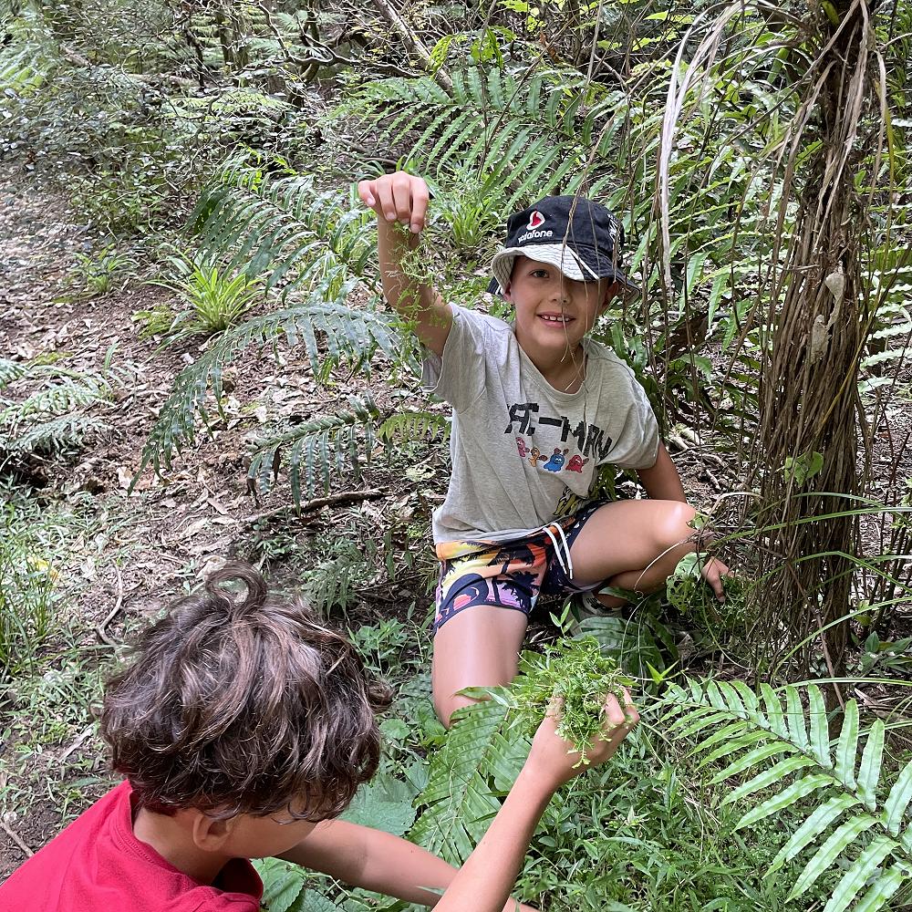 News from the Ngāhere