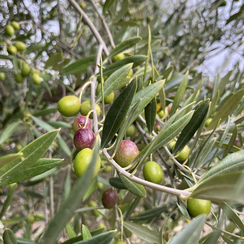 The Olive Tree Originated in the Holy Land.