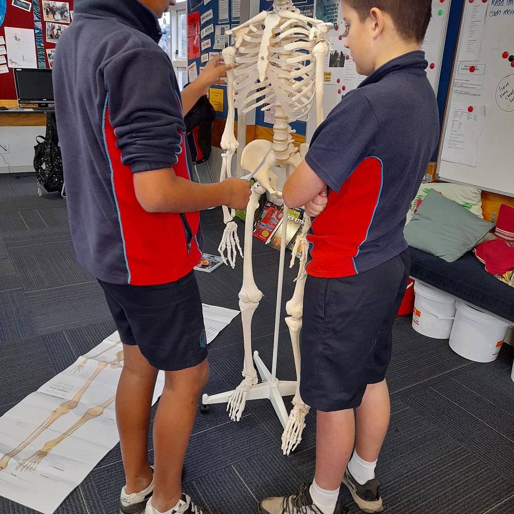 Room 11's Science Skeleton Observation