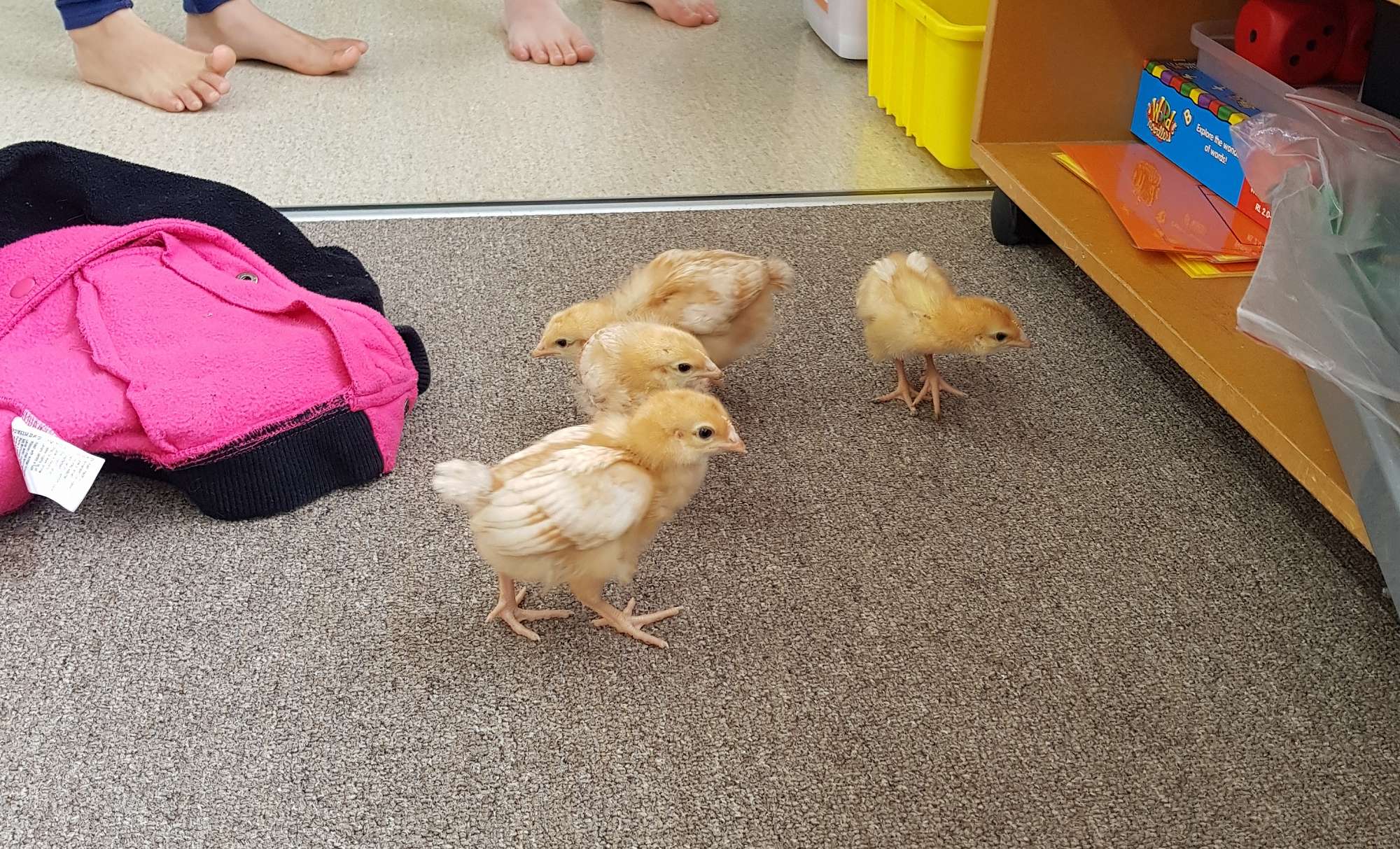 School Chickens