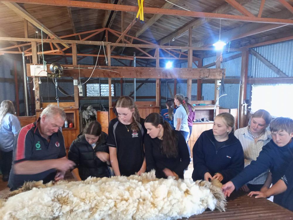 Year 11 Students Get Hands-On Experience with Wool, Lambs, and Shearing ...