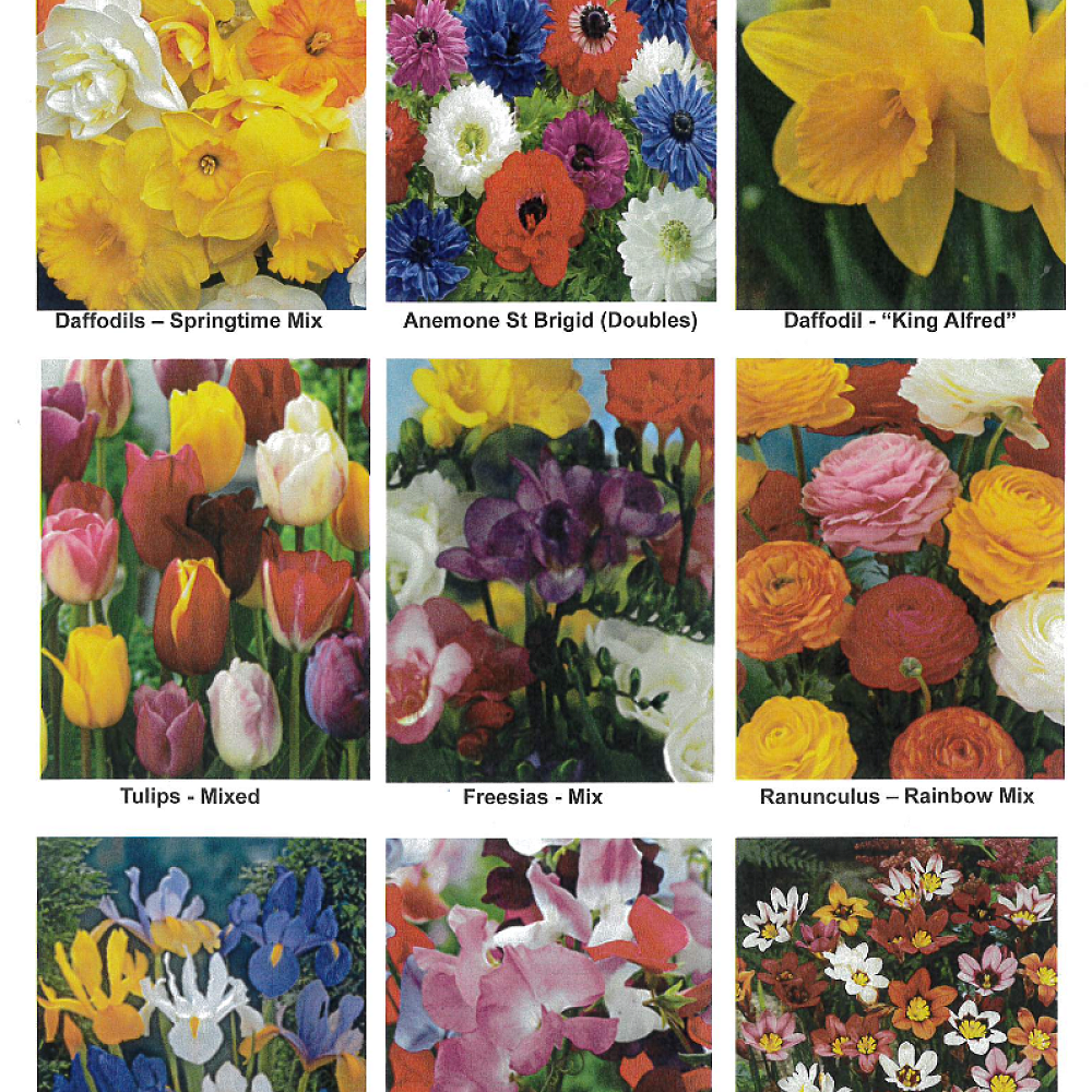 Annual Bulb Fundraiser: — Woodend School Newsletter - 8th March 2024 ...