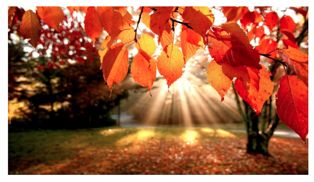 Autumn’s End — Year 7 and 8 Poetry