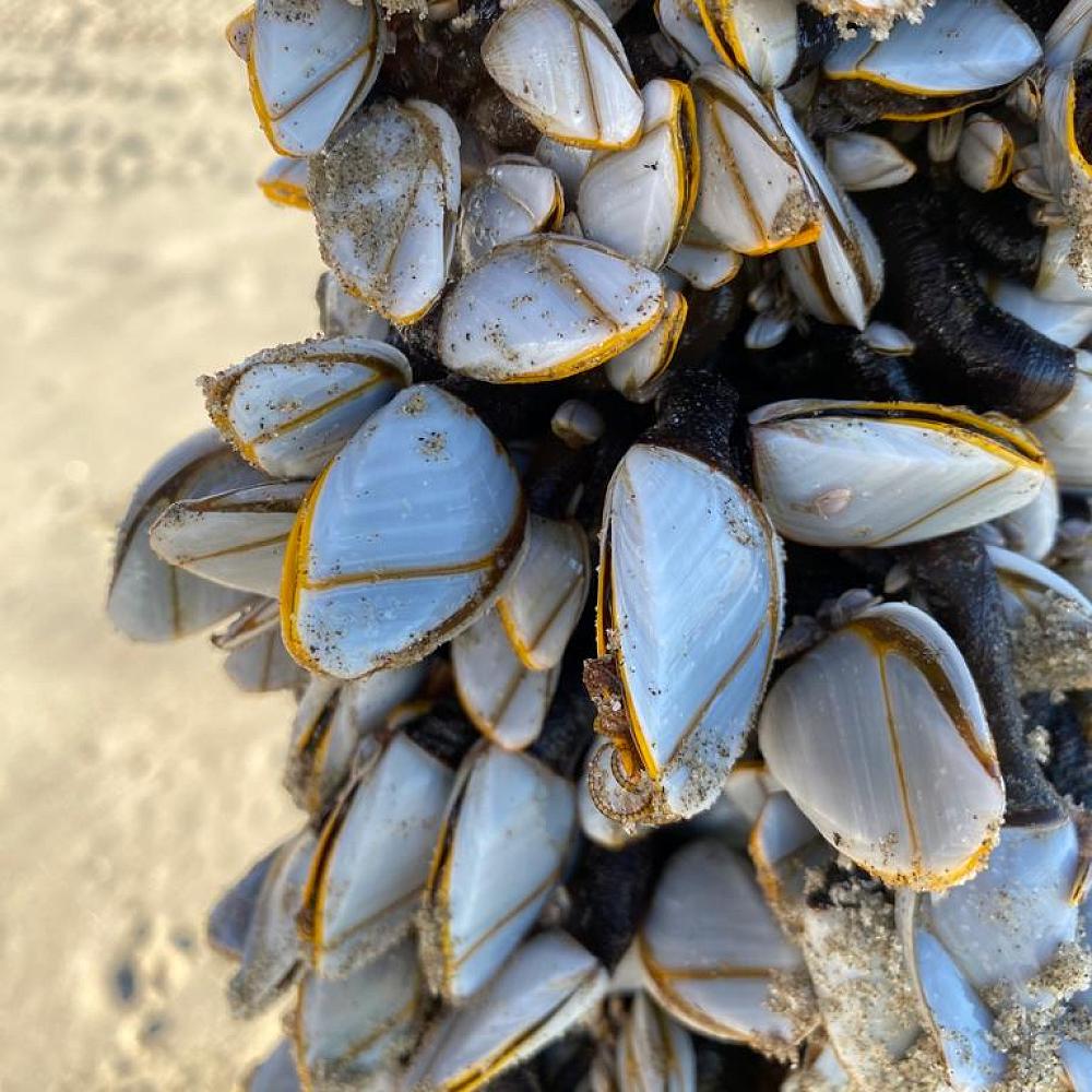 Year 8 Rutherford Science — Term 2 Week 8