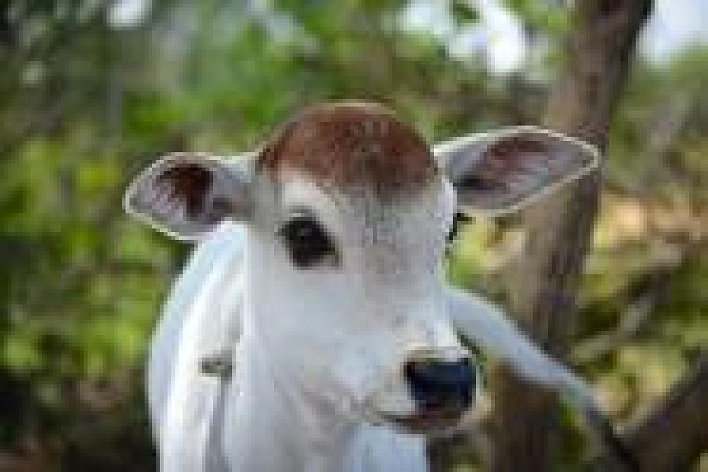 Agricultural Club - Calves