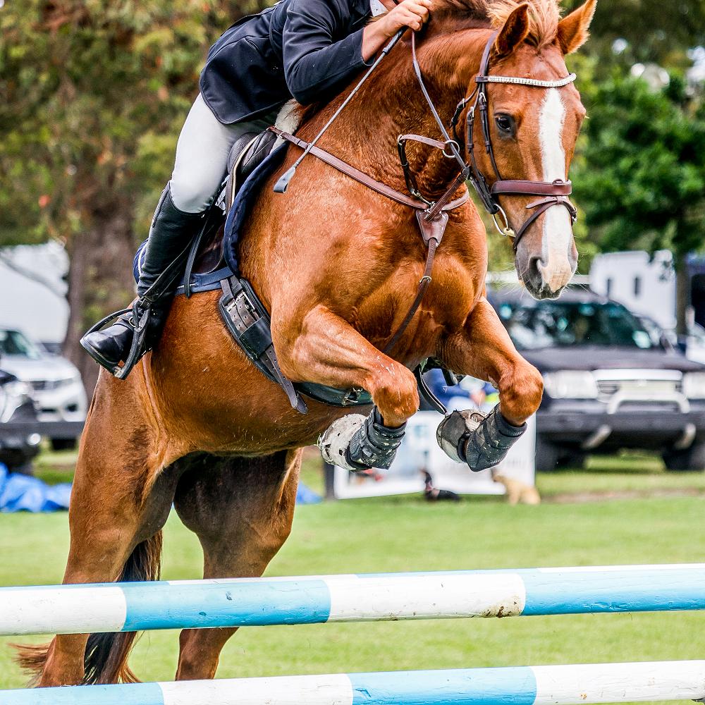 WHS students Show Jumping