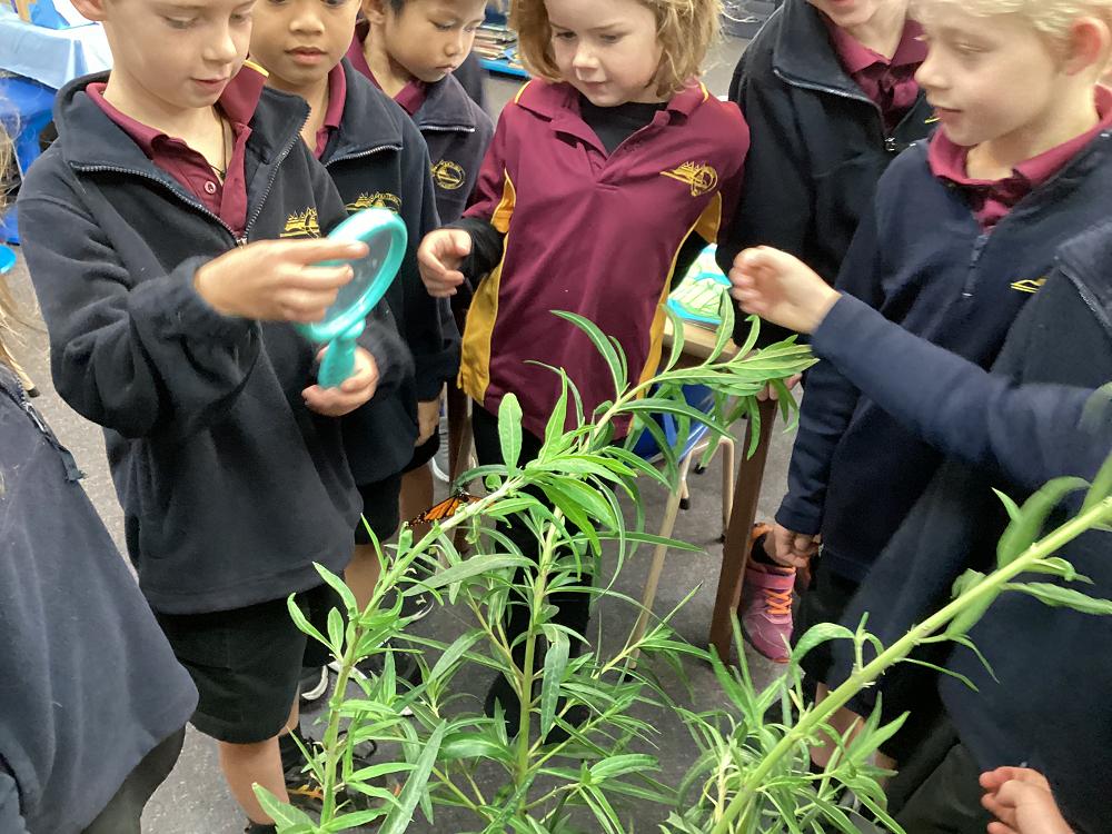 Week 8 News. — Newsletter, Term 1 Week 8 2024