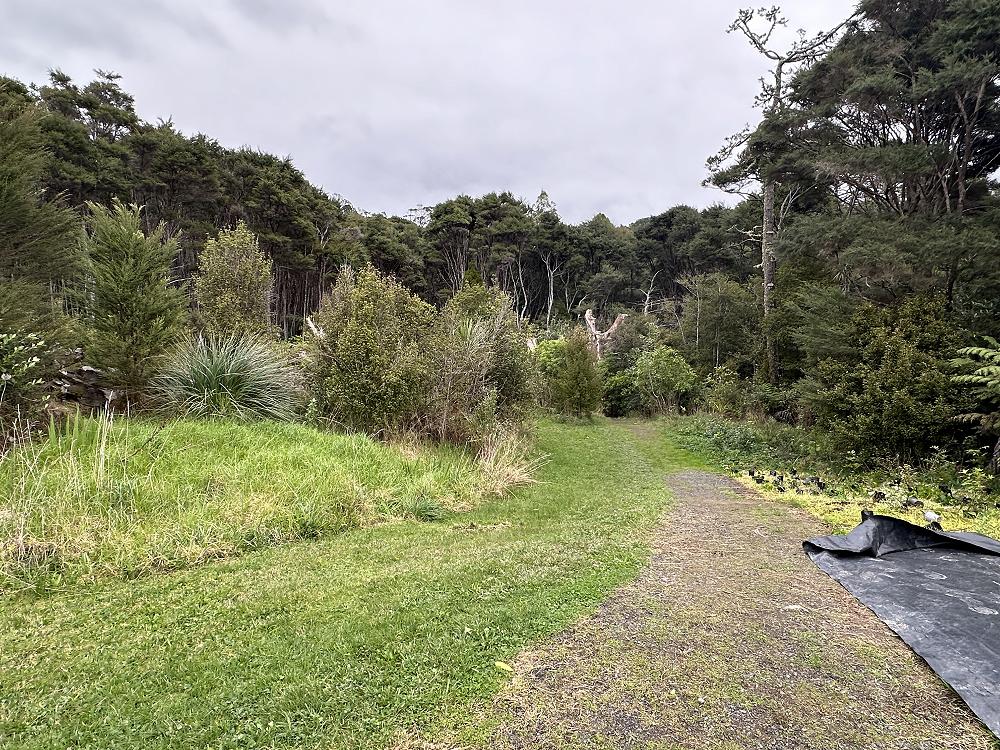 News from the Ngahere