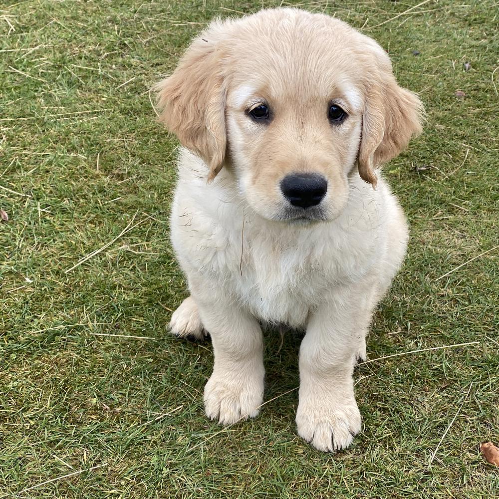 Puppy for sale — Term 3 Week 5 Newsletter