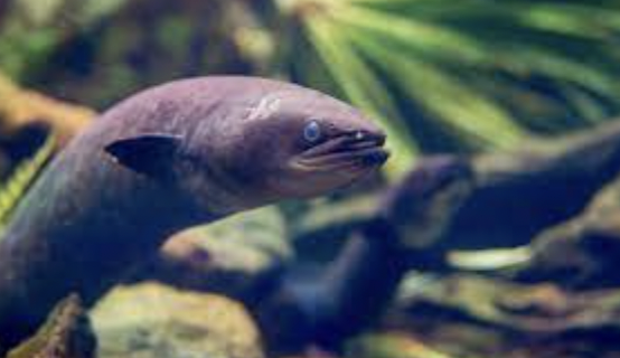 Syndicate 1- Term 4 Week 7