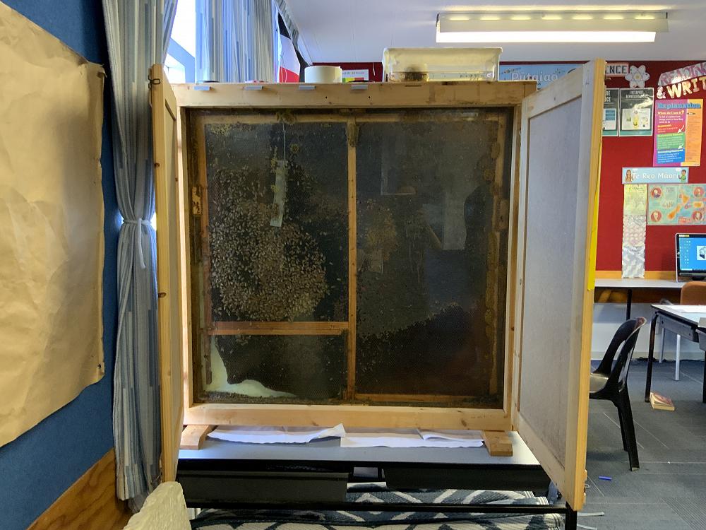 Bees - science at our doorstep
