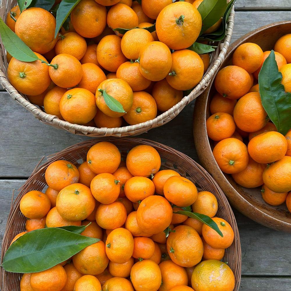 Mandarins are in season