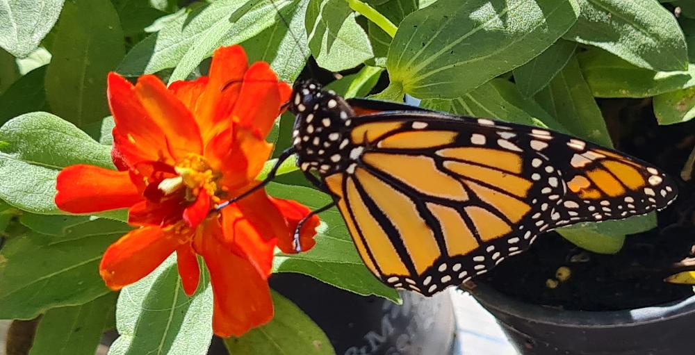 Monarch Butterfly in the Hive — Newsletter: Term 1, Week 5
